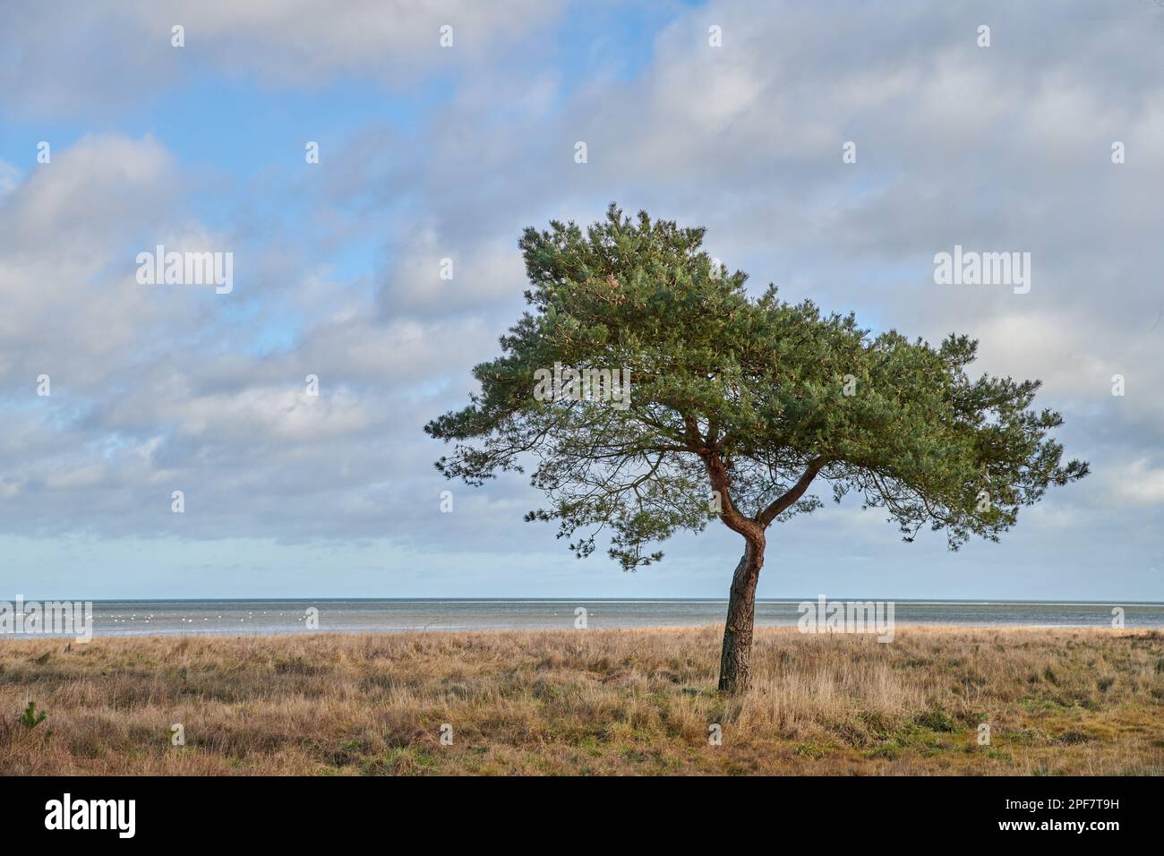 Trees of all types and seasons. A beautiful world of differences. Trees ...