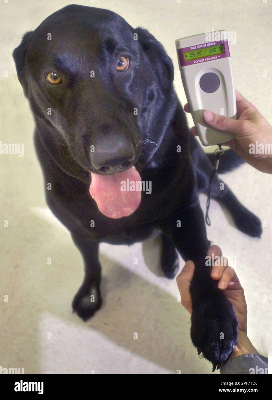 Snickers, a 7-year-old black Labrador retriever, conveys his ...