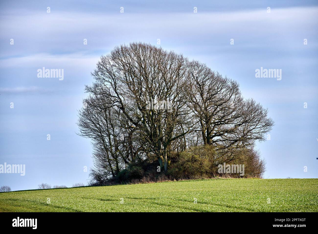 Trees of all types and seasons. A beautiful world of differences. Trees ...