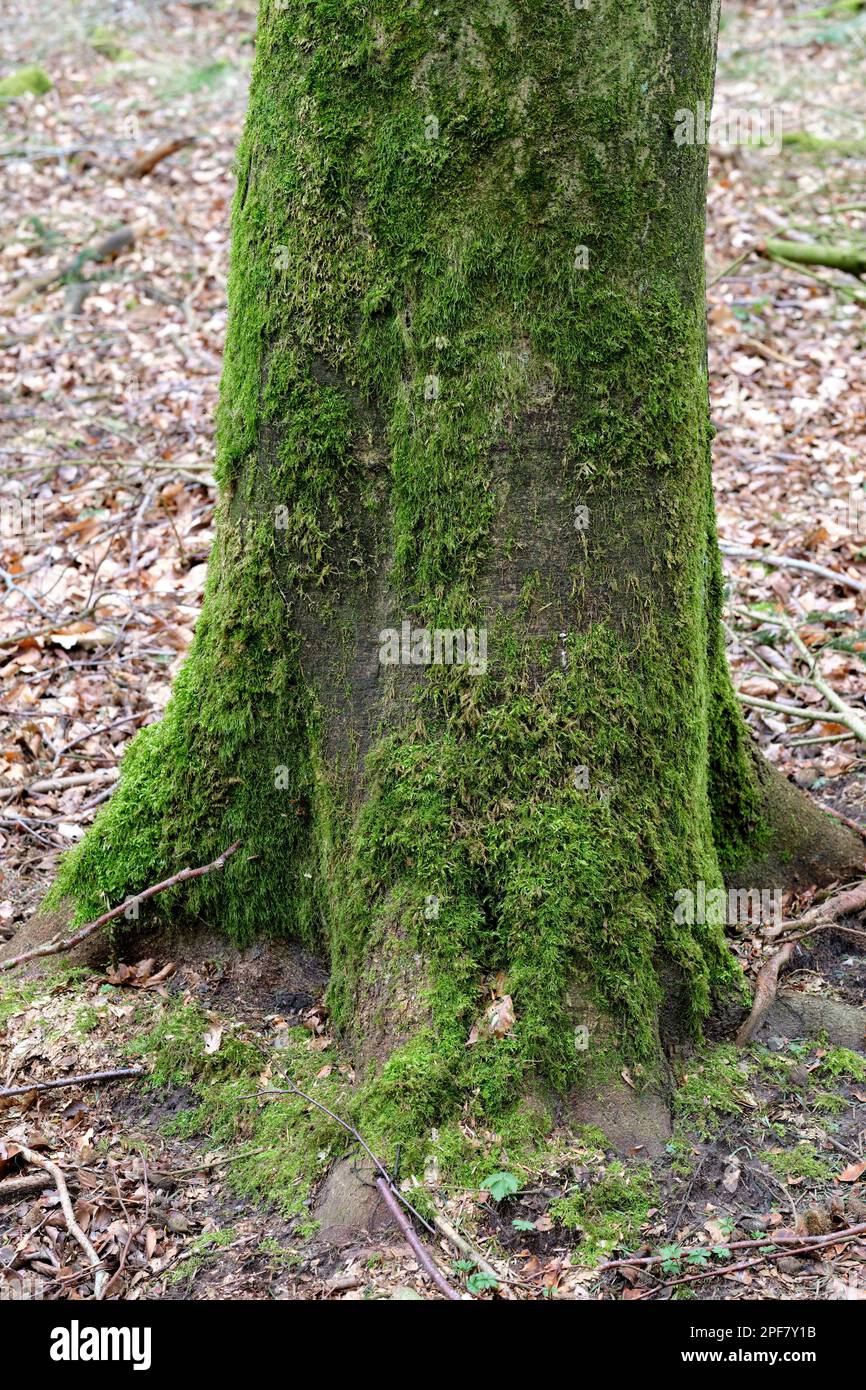 Trees of all types and seasons. A beautiful world of differences. Trees ...