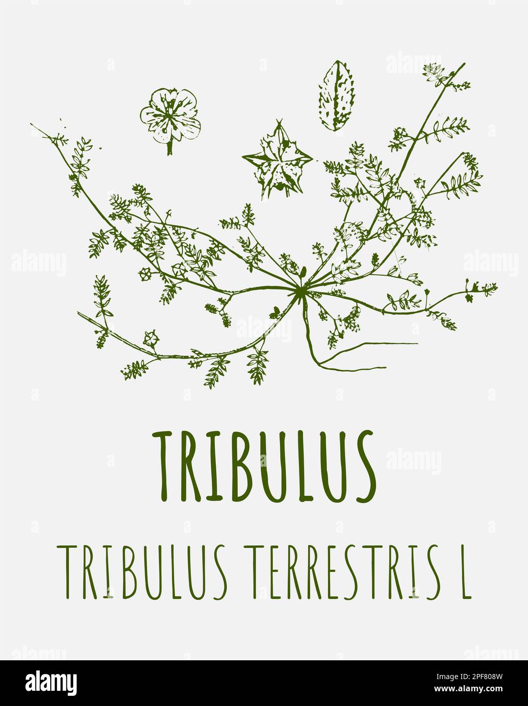 Tribulus terrestris l hi-res stock photography and images - Alamy