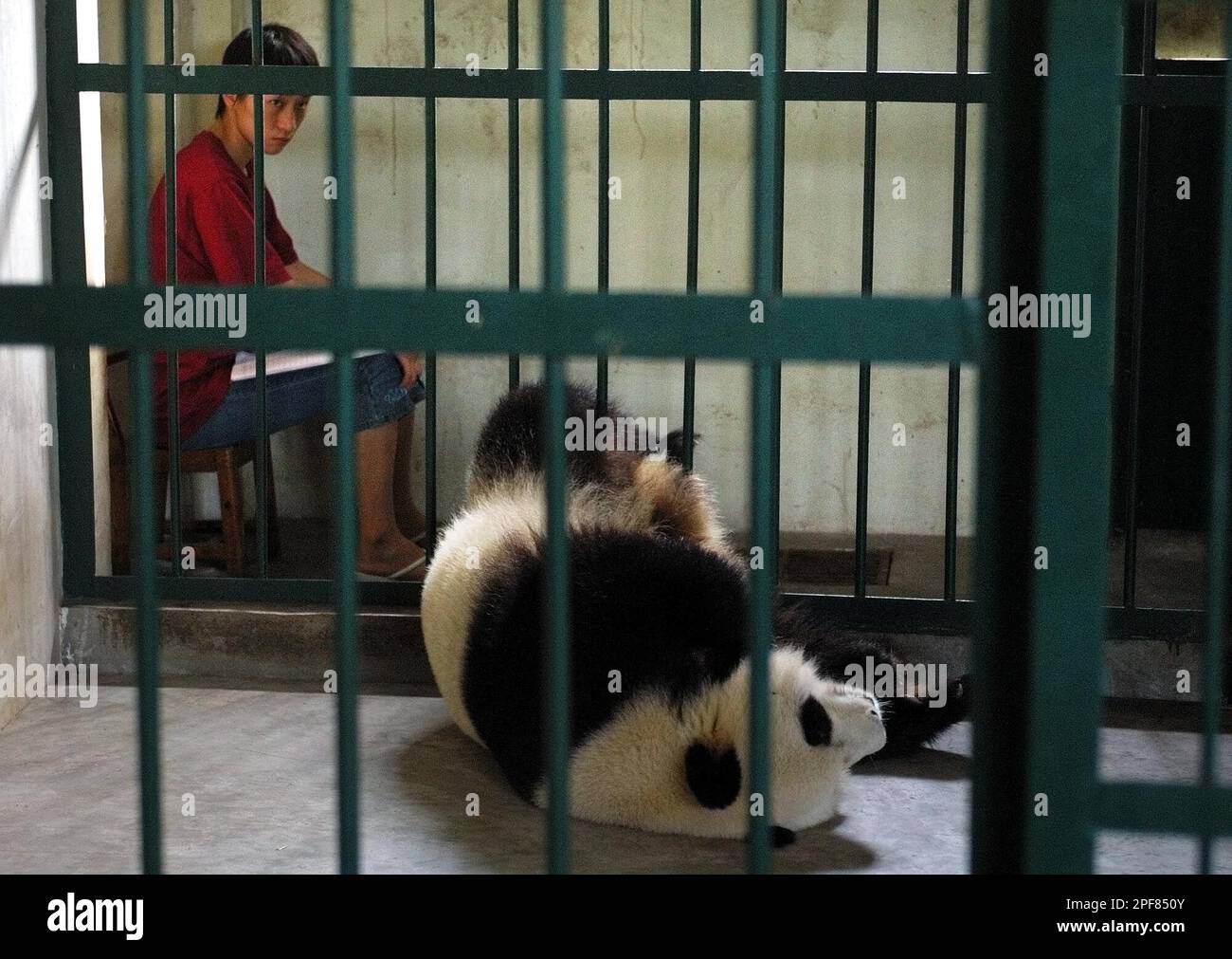 An unidentified researcher observes a female panda for signs of ...