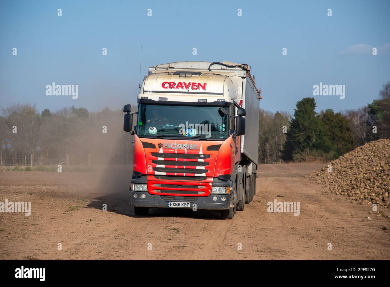 Scania truck loaded with sugar beet driving on a dirt road on a farm in ...
