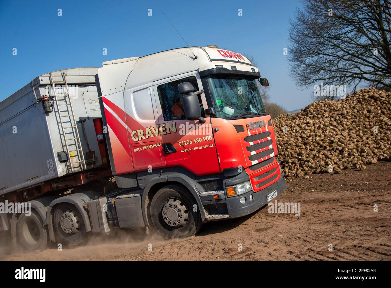 Scania truck loaded with sugar beet driving on a dirt road on a farm in ...