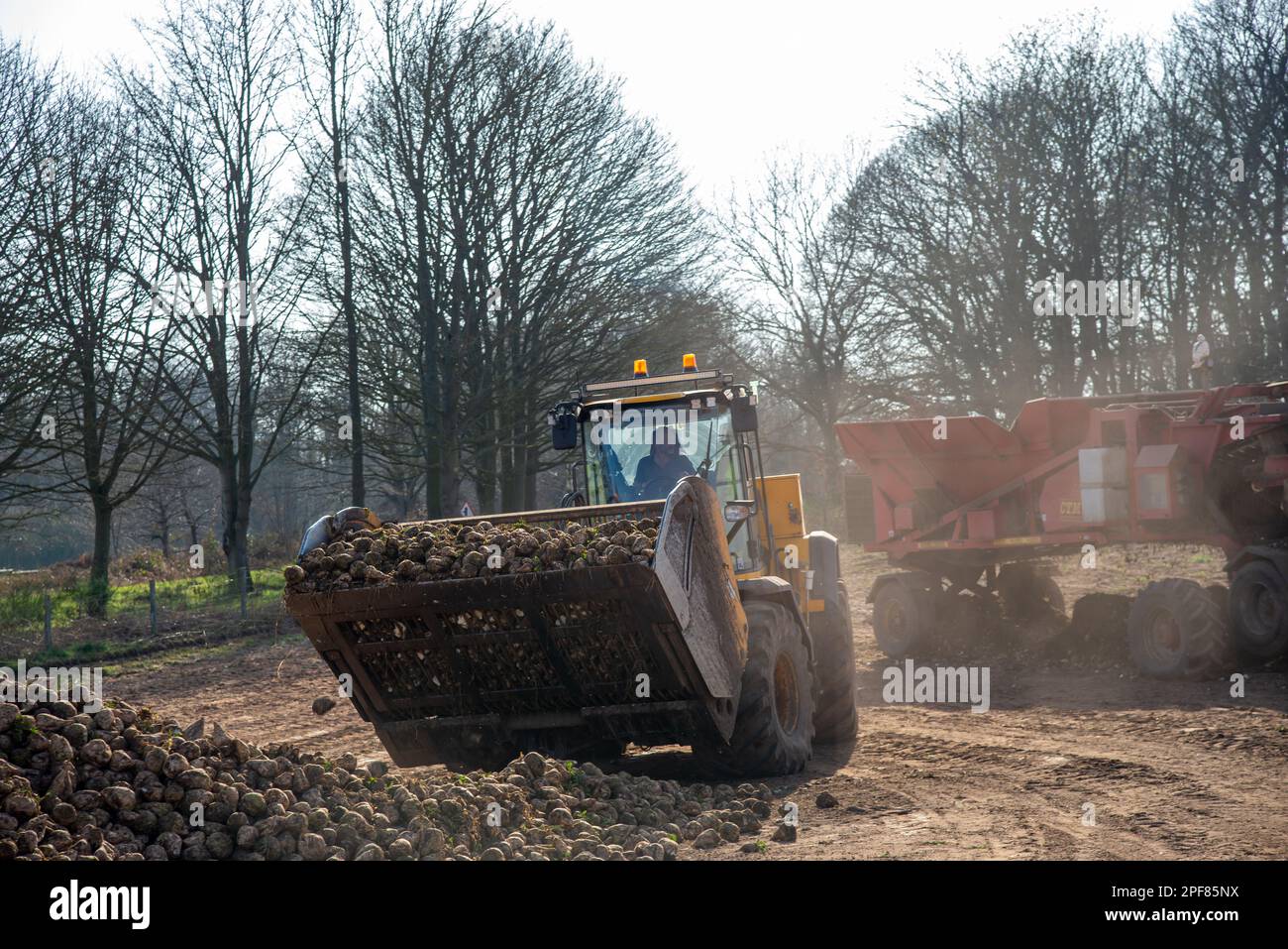 Scania truck pulling a moving floor bulk tipper trailer being loaded ...