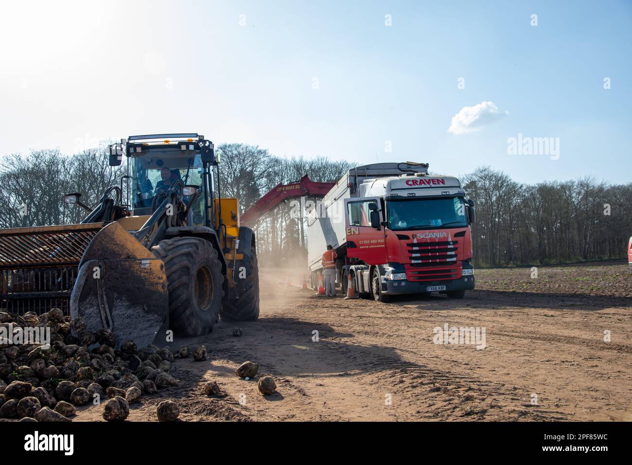 Scania truck pulling a moving floor bulk tipper trailer being loaded ...