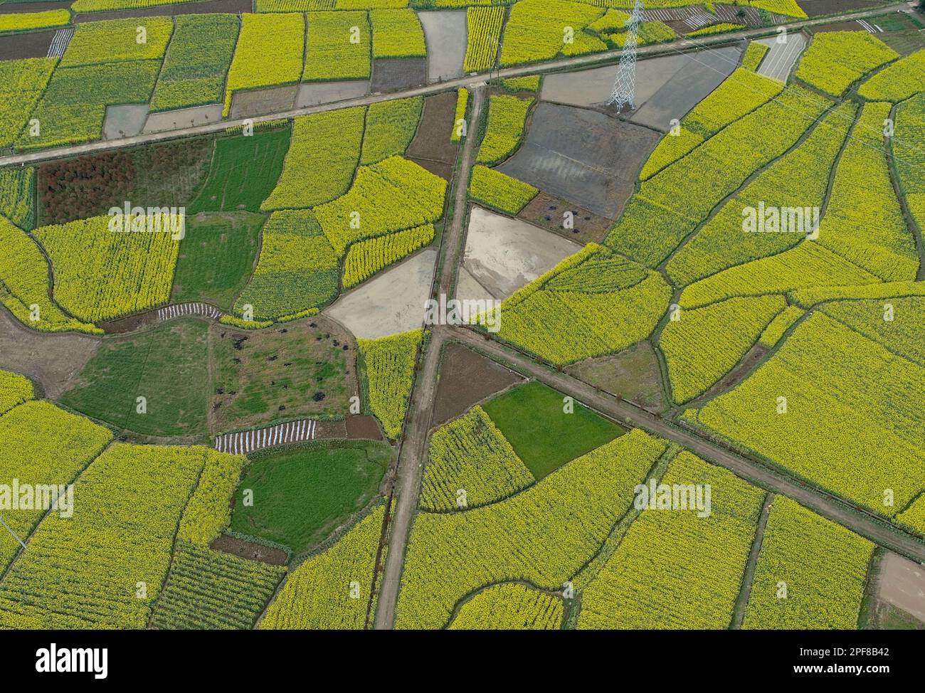 HANZHONG, CHINA - MARCH 16, 2023 - Aerial photo shows rapeseed flowers ...