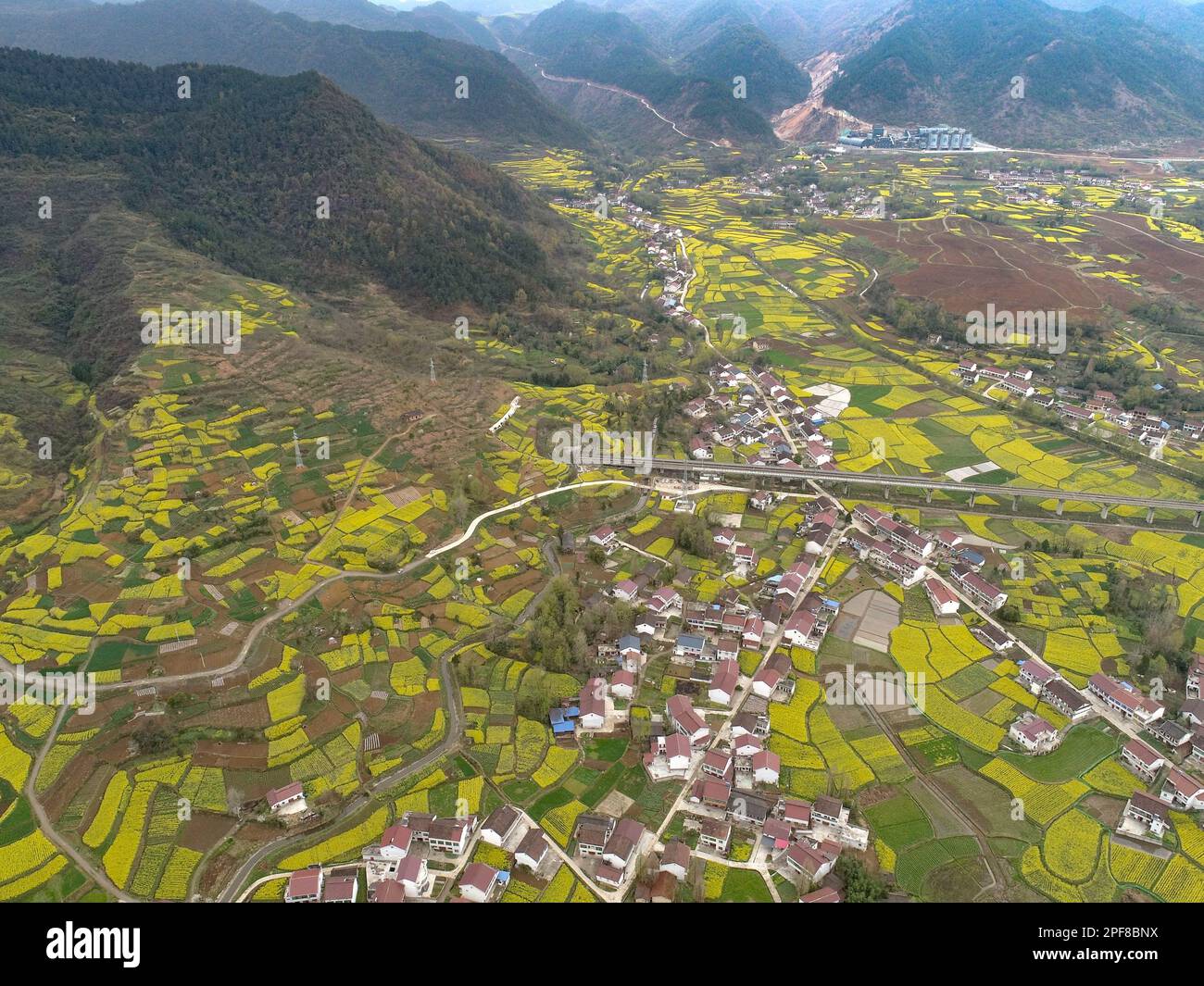 HANZHONG, CHINA - MARCH 16, 2023 - Aerial photo shows rapeseed flowers ...