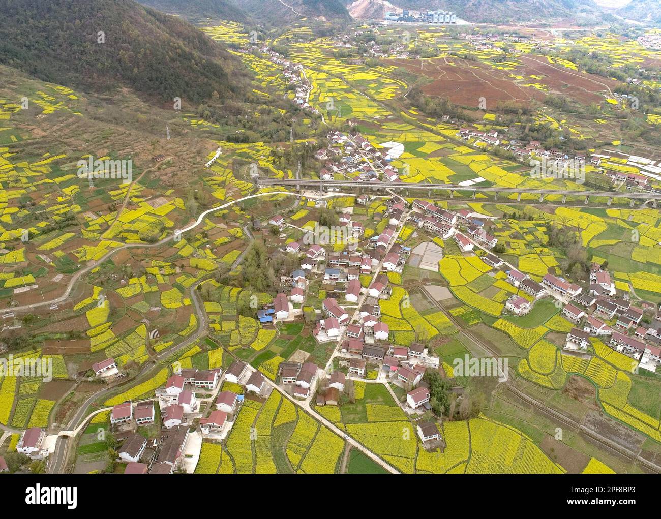HANZHONG, CHINA - MARCH 16, 2023 - Aerial photo shows rapeseed flowers ...