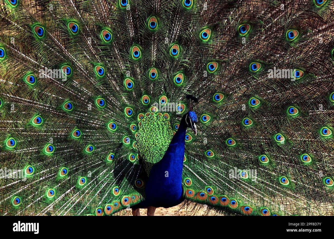 Ein maennlicher Pfau zeigt sich von seiner schoensten Seite am Mittwoch ...