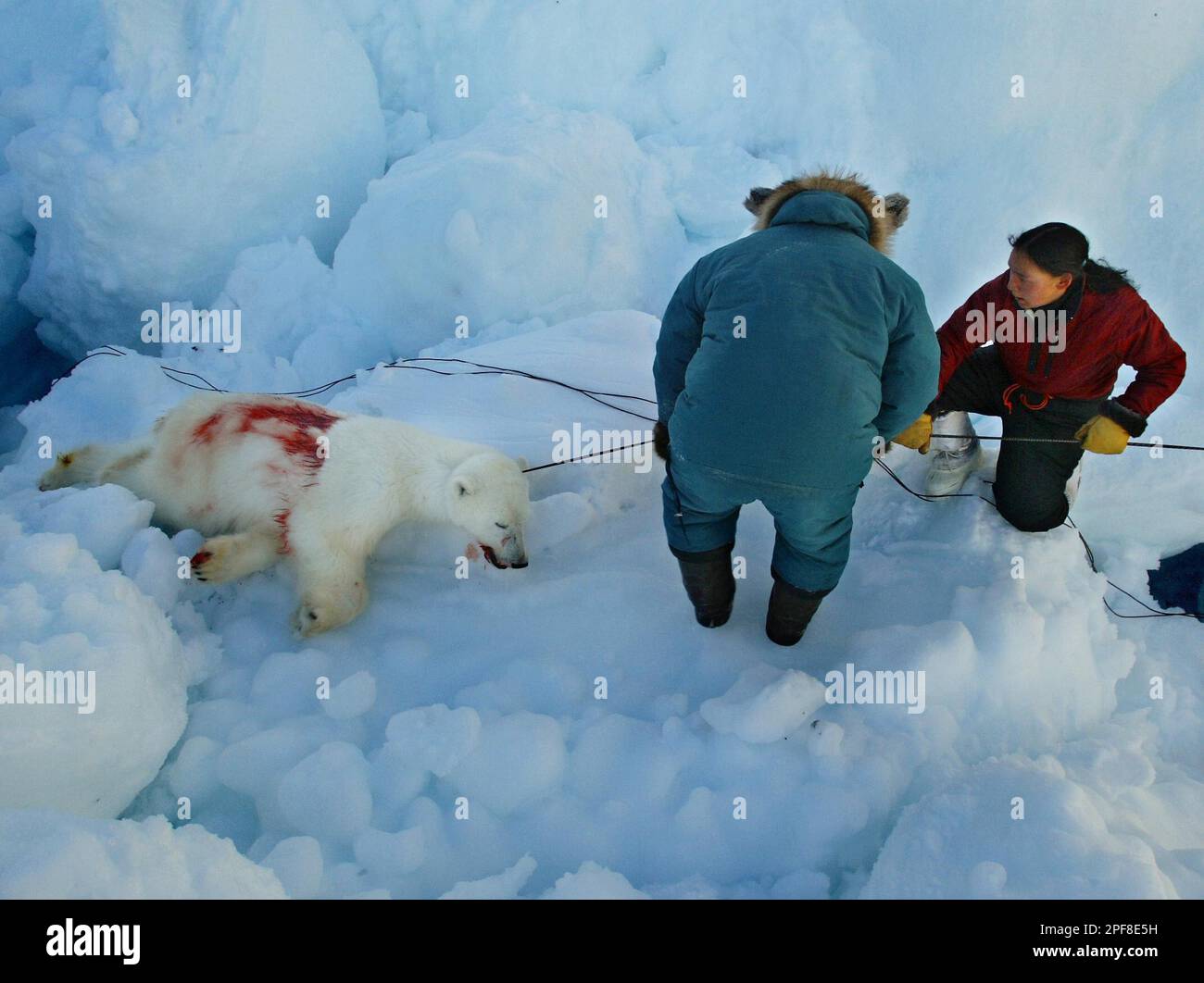 Inuit hunters Lew Philip, left, and Meeka Mike pull a female polar bear ...