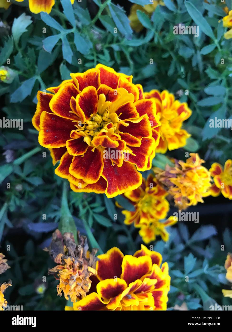 Marigold or Tageteste (Turkish: Kadife Cicegi) in the nature Stock ...