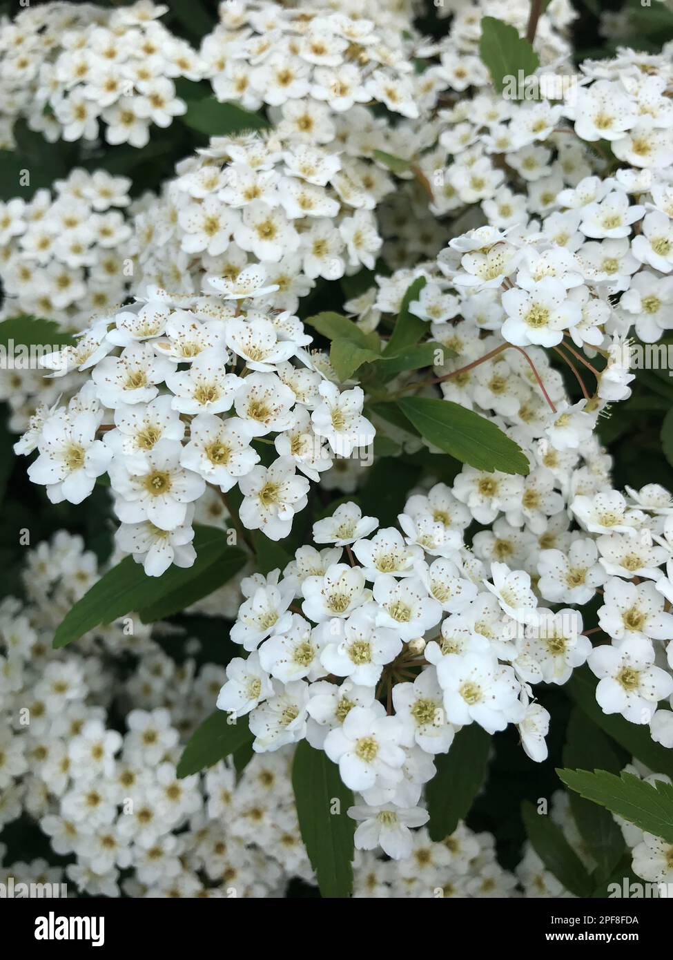 Goatsbeard or Astilbe (Turkish: Keci Sakali) in the nature Stock Photo ...