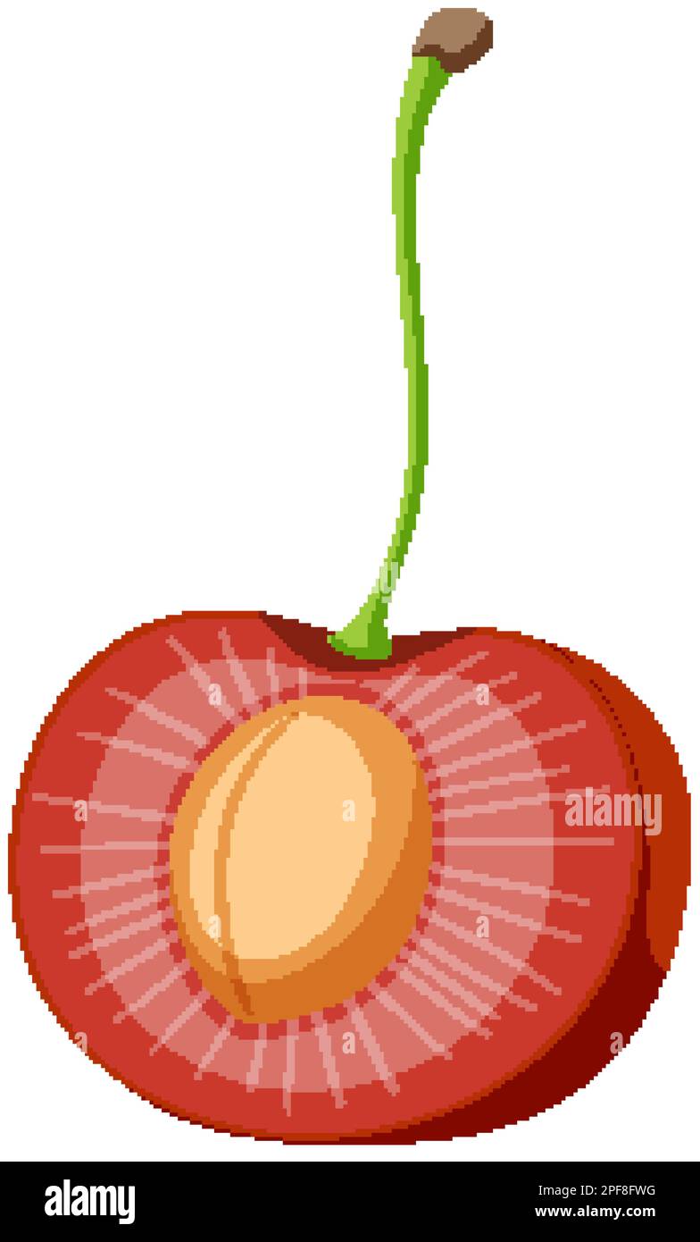 Red Cherry Cross-Section Vector illustration Stock Vector Image & Art ...