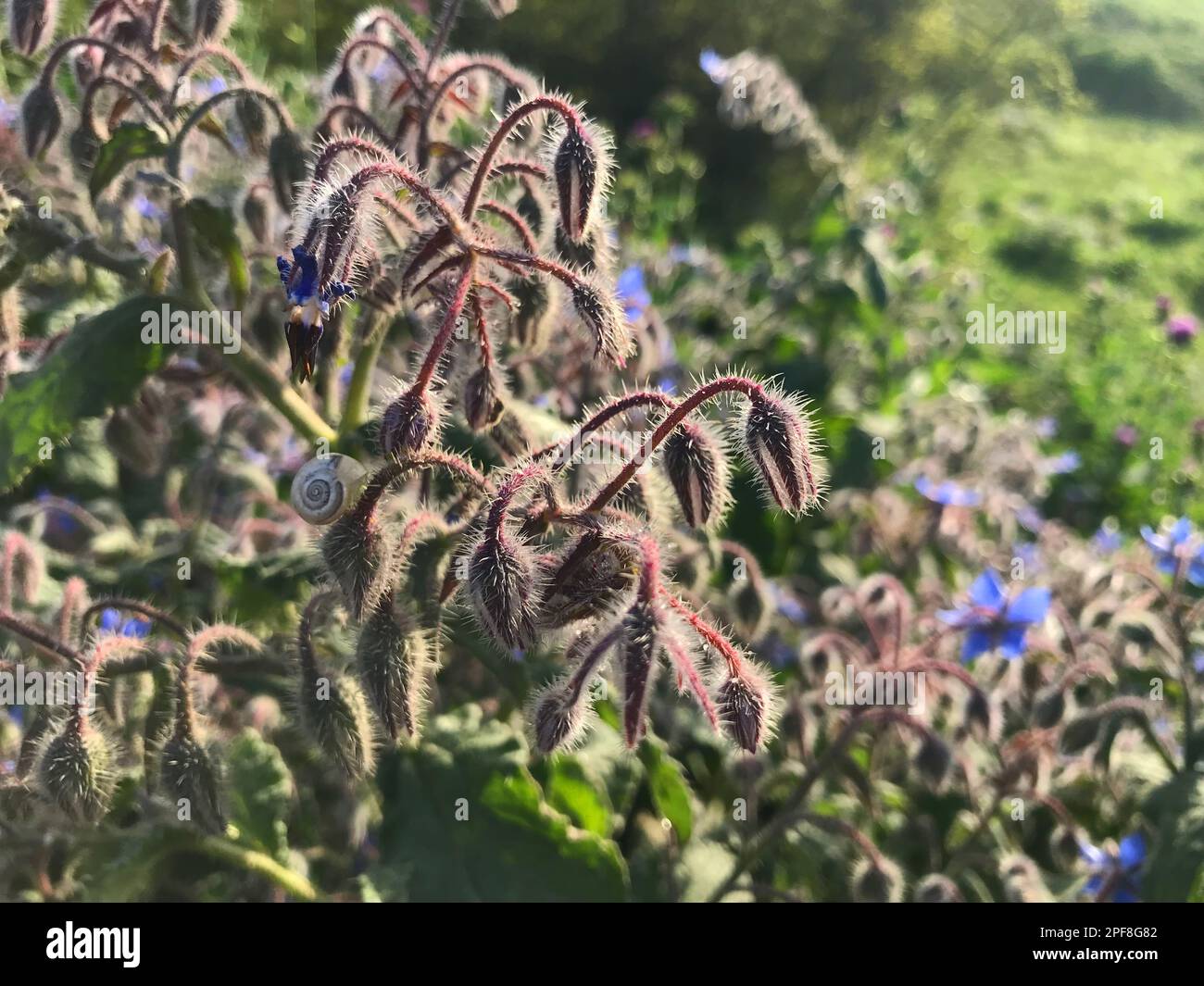Hodan plant hi-res stock photography and images - Alamy