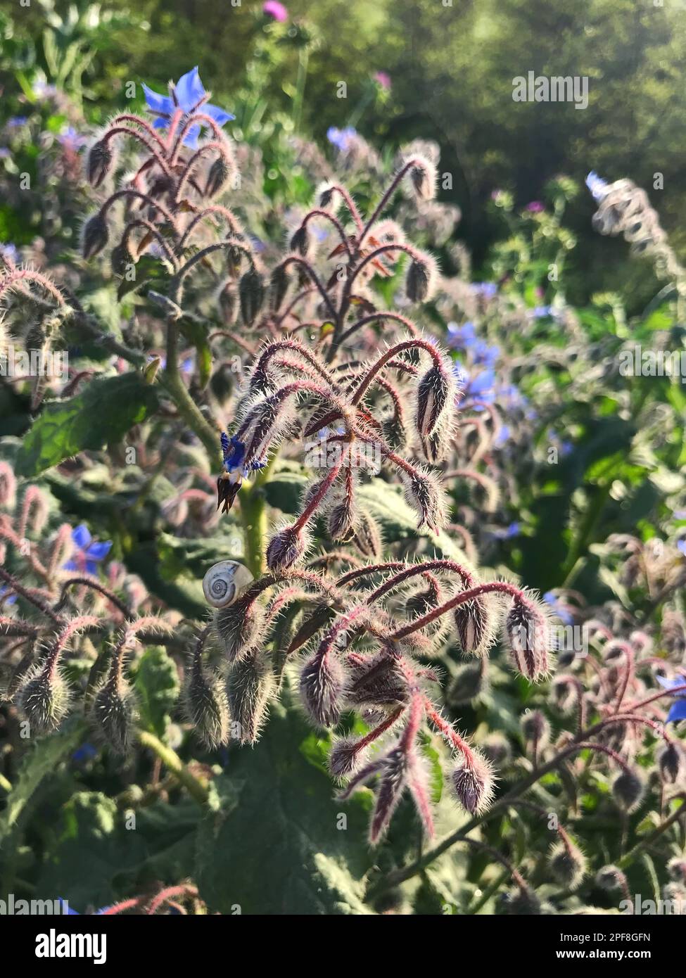 Hodan plant hi-res stock photography and images - Alamy