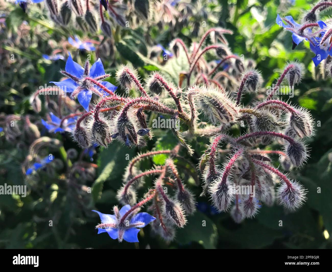 Hodan plant hi-res stock photography and images - Alamy