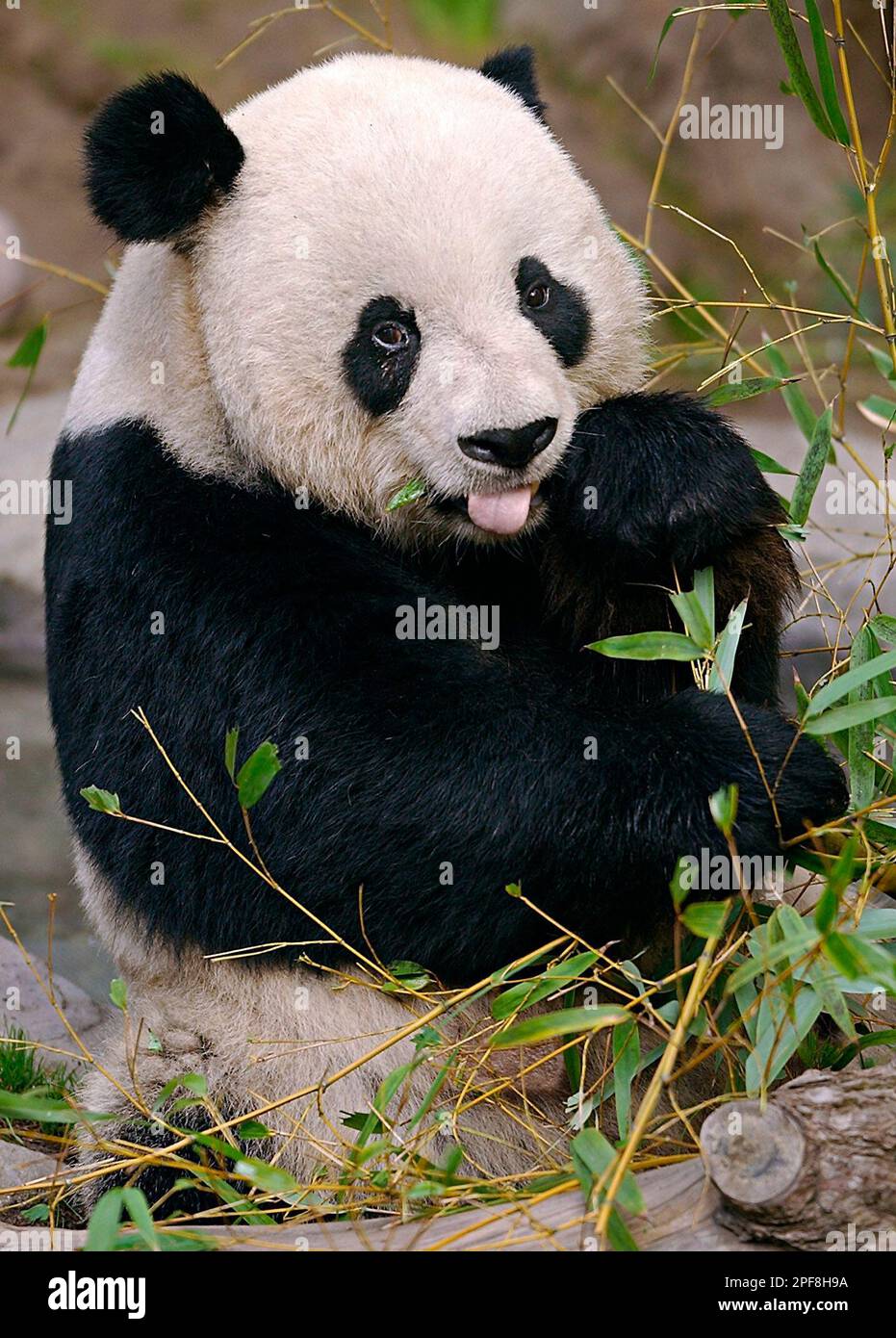 Gao Gao, an adult male giant panda, sticks his tongue out as he eats ...