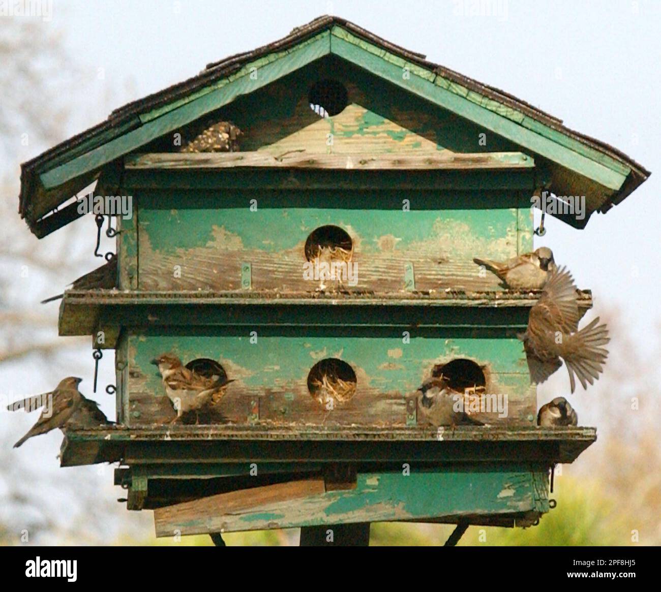 Birds tend to their nests under mild weather in a birdhouse at the Rose ...