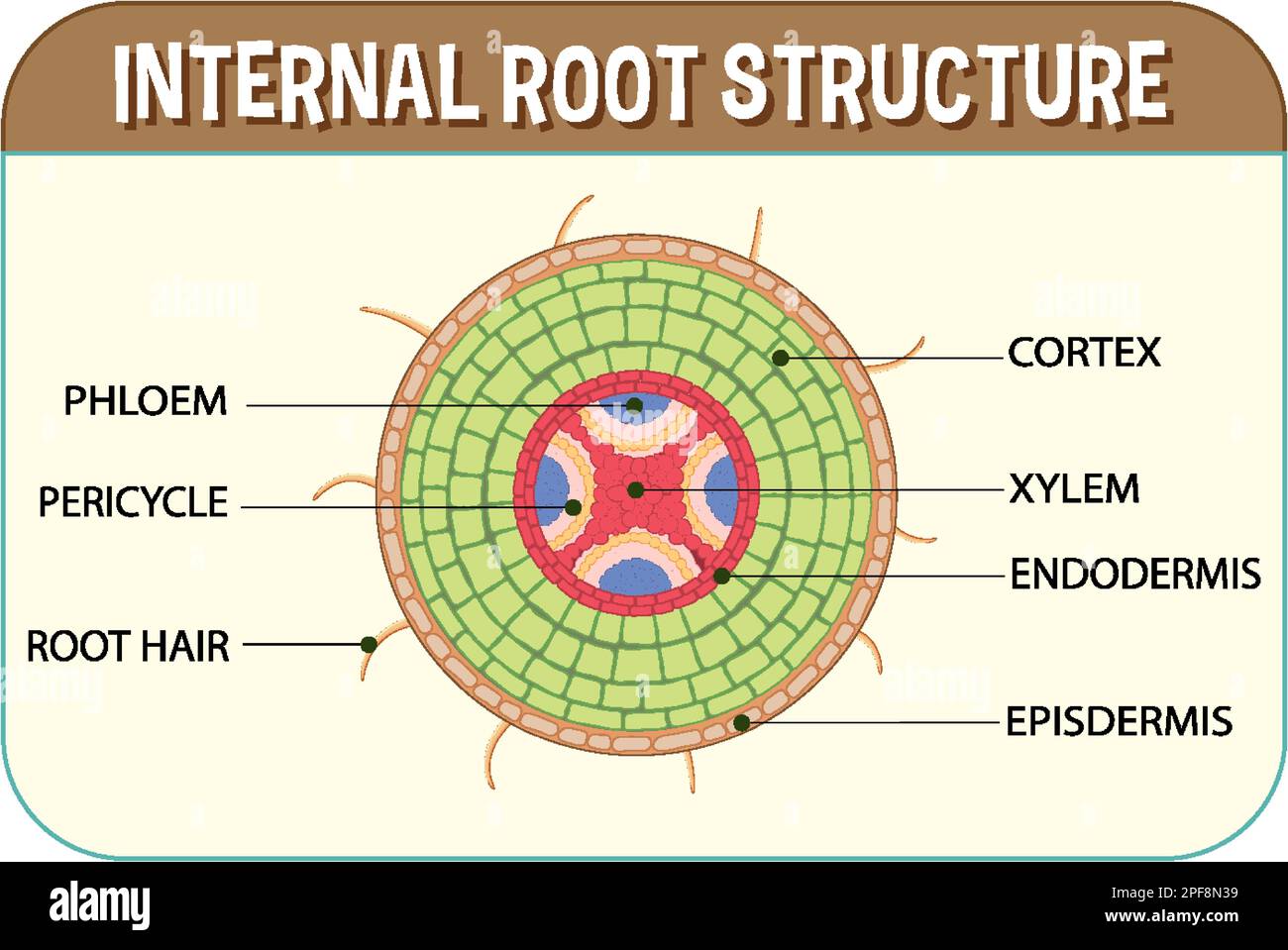 Internal structure of root diagram illustration Stock Vector Image ...