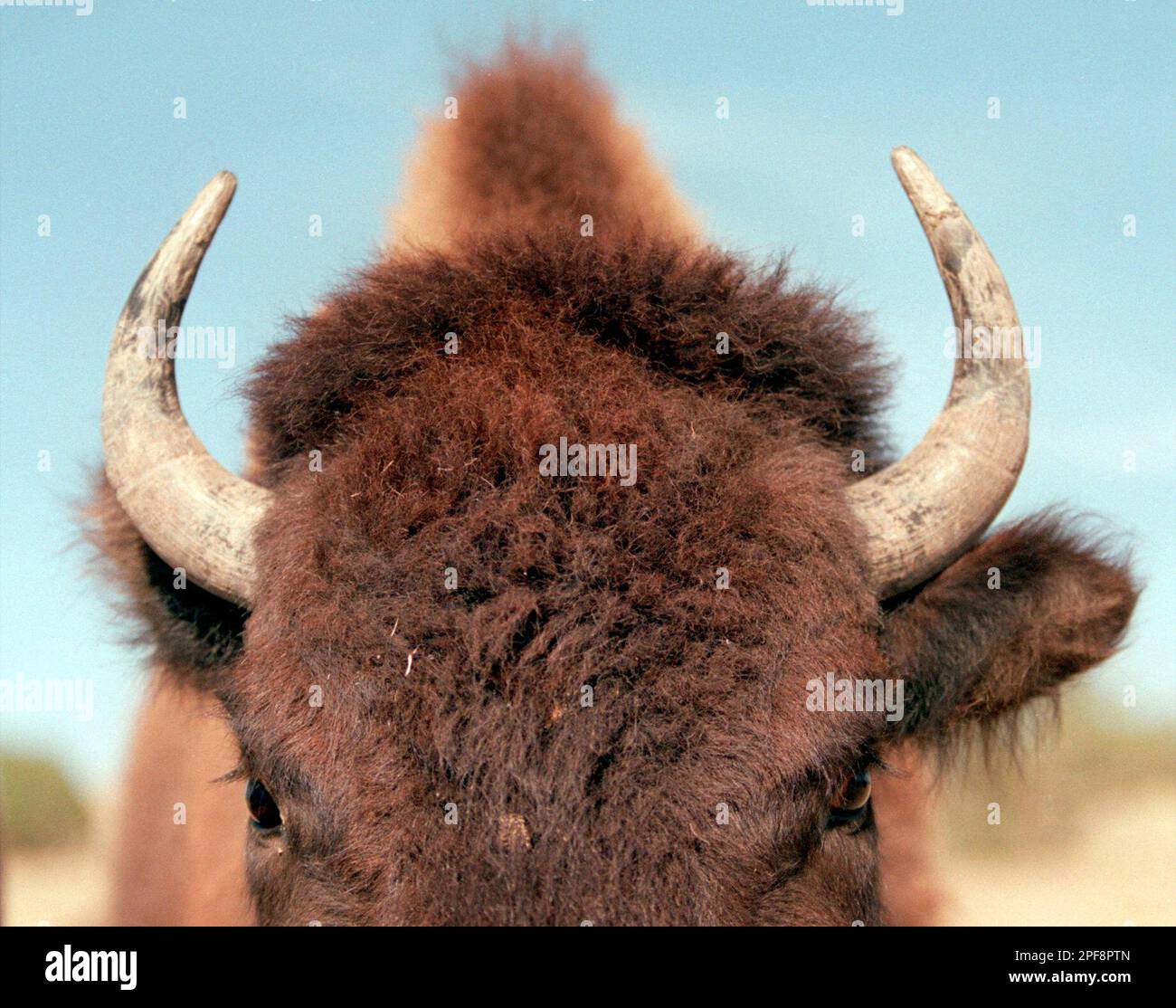 The head of a buffalo which is part of the herd at Pojoaque Pueblo is ...
