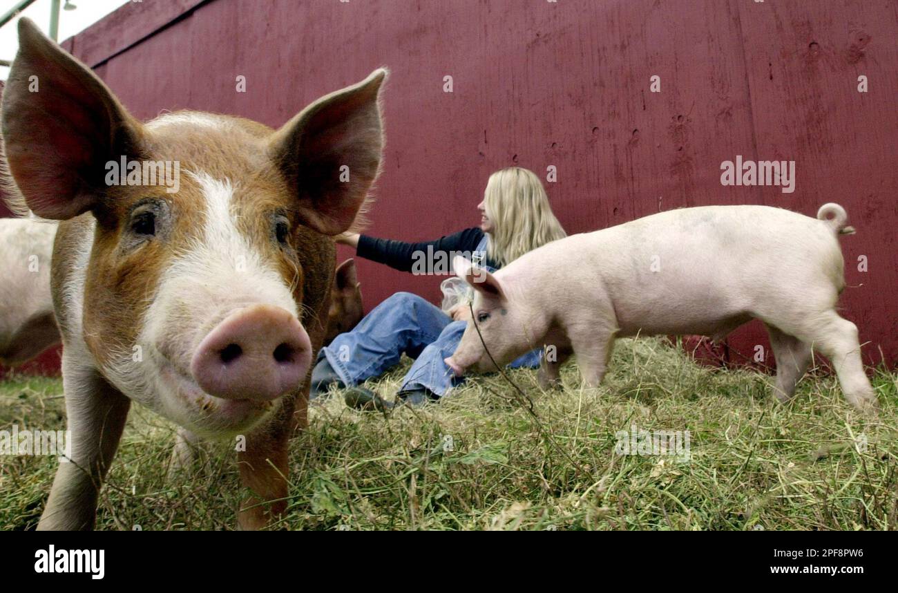 Brooke Sutton feeds and plays with pigs at her farm near San Antonio ...