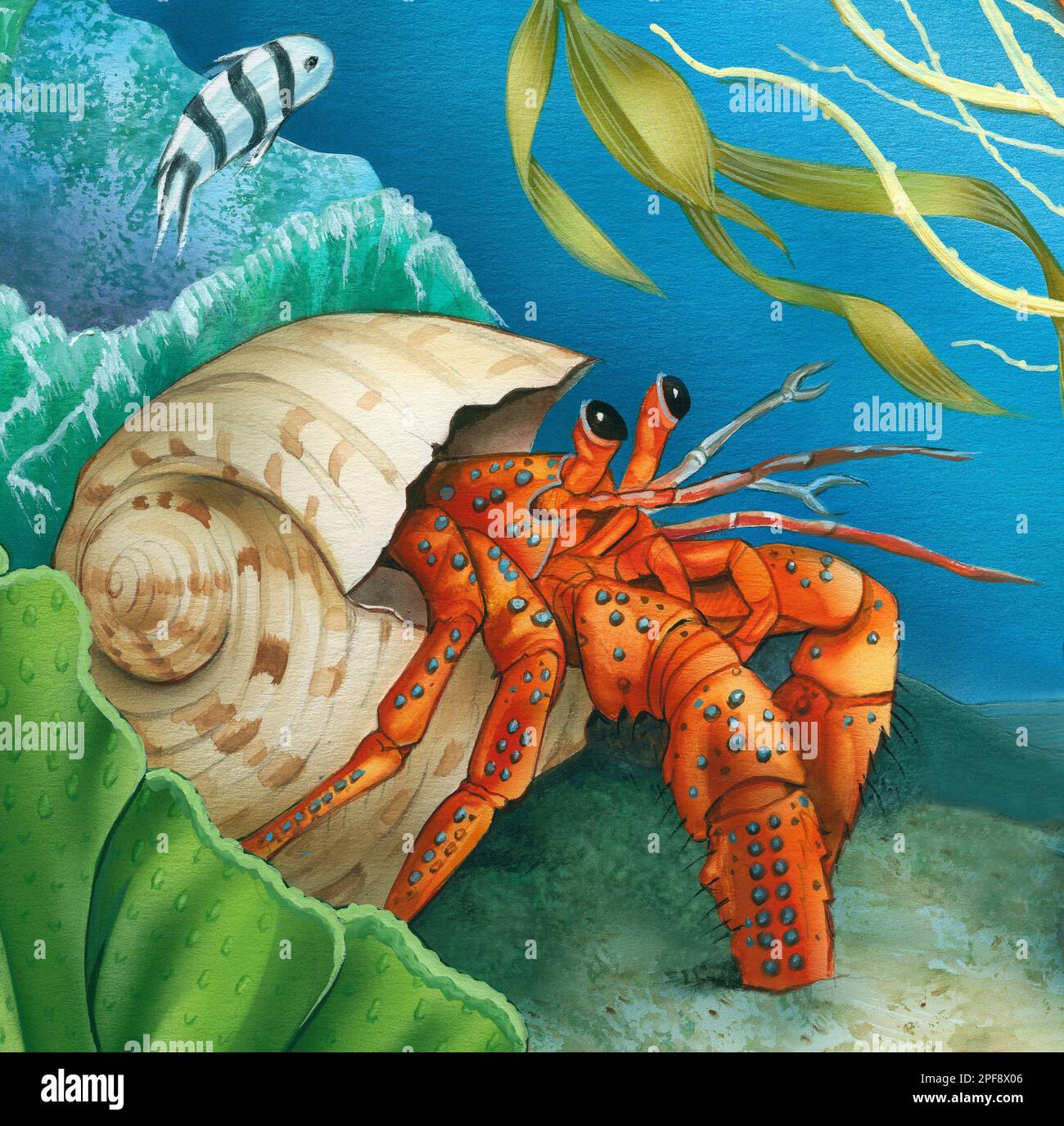 Animals-crab in shell underwater Stock Photo - Alamy