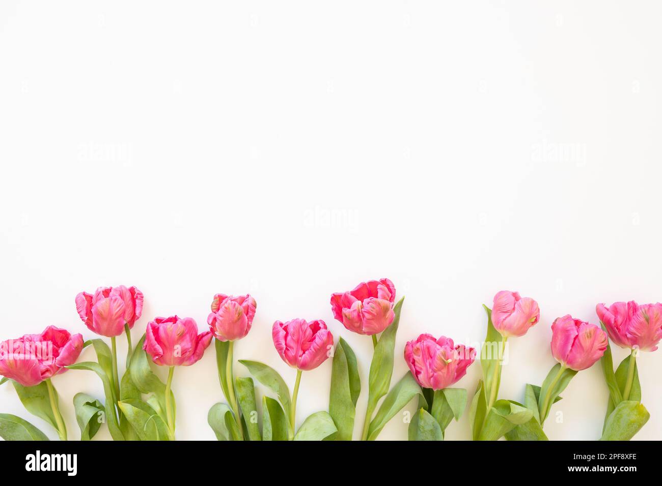 Spring tulip border hi-res stock photography and images - Alamy