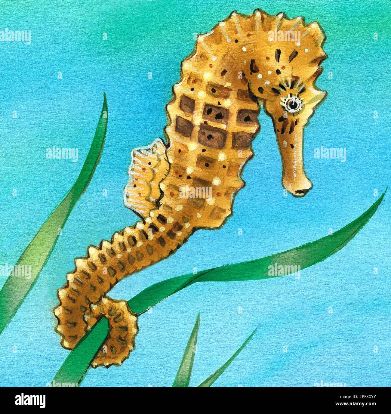 Sea creatures seahorse hi-res stock photography and images - Alamy