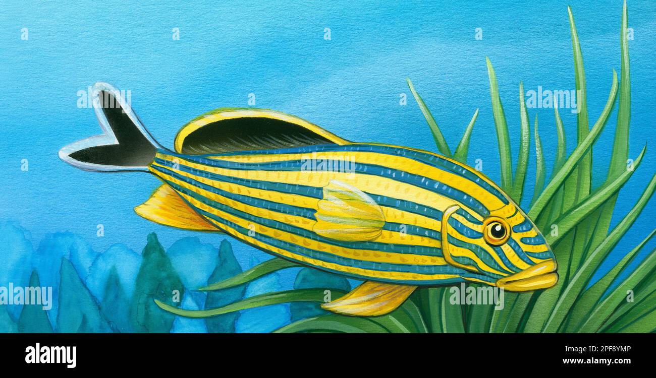 Animals-yellow & blue striped fish underwater Stock Photo - Alamy