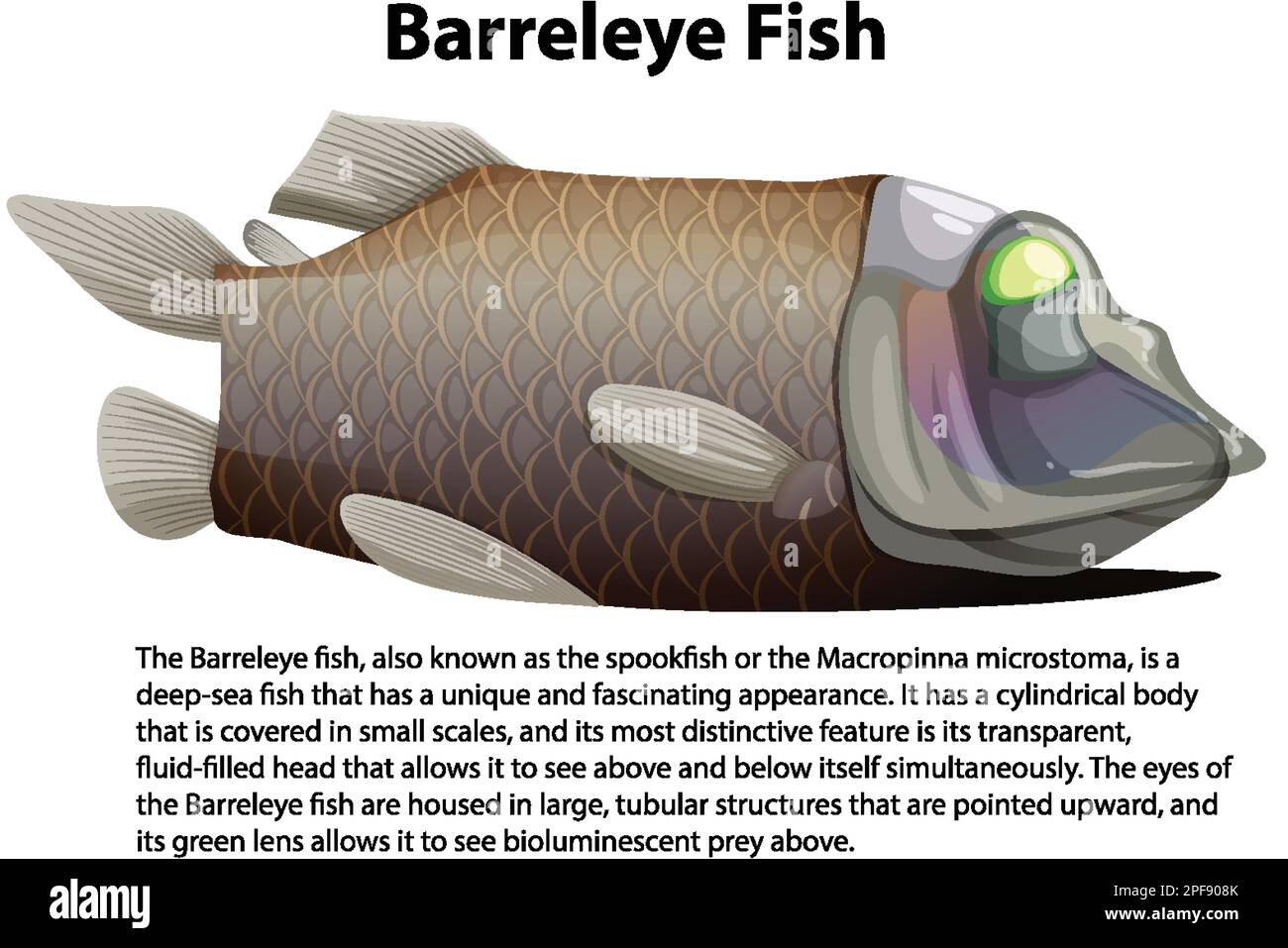 Barreleye Fish Facts