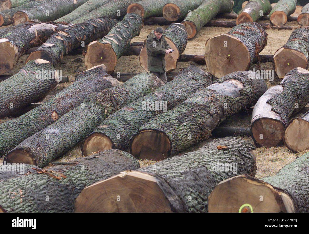 Ein Foerster ueberprueft am Montag, 20. Januar 2003, die ...