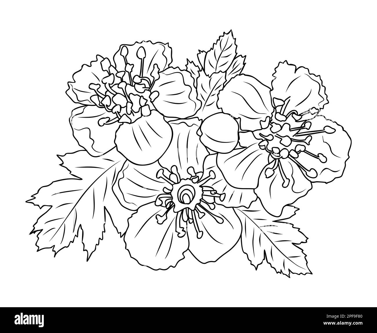 Hawthorn flower blossom Stock Vector Images - Alamy