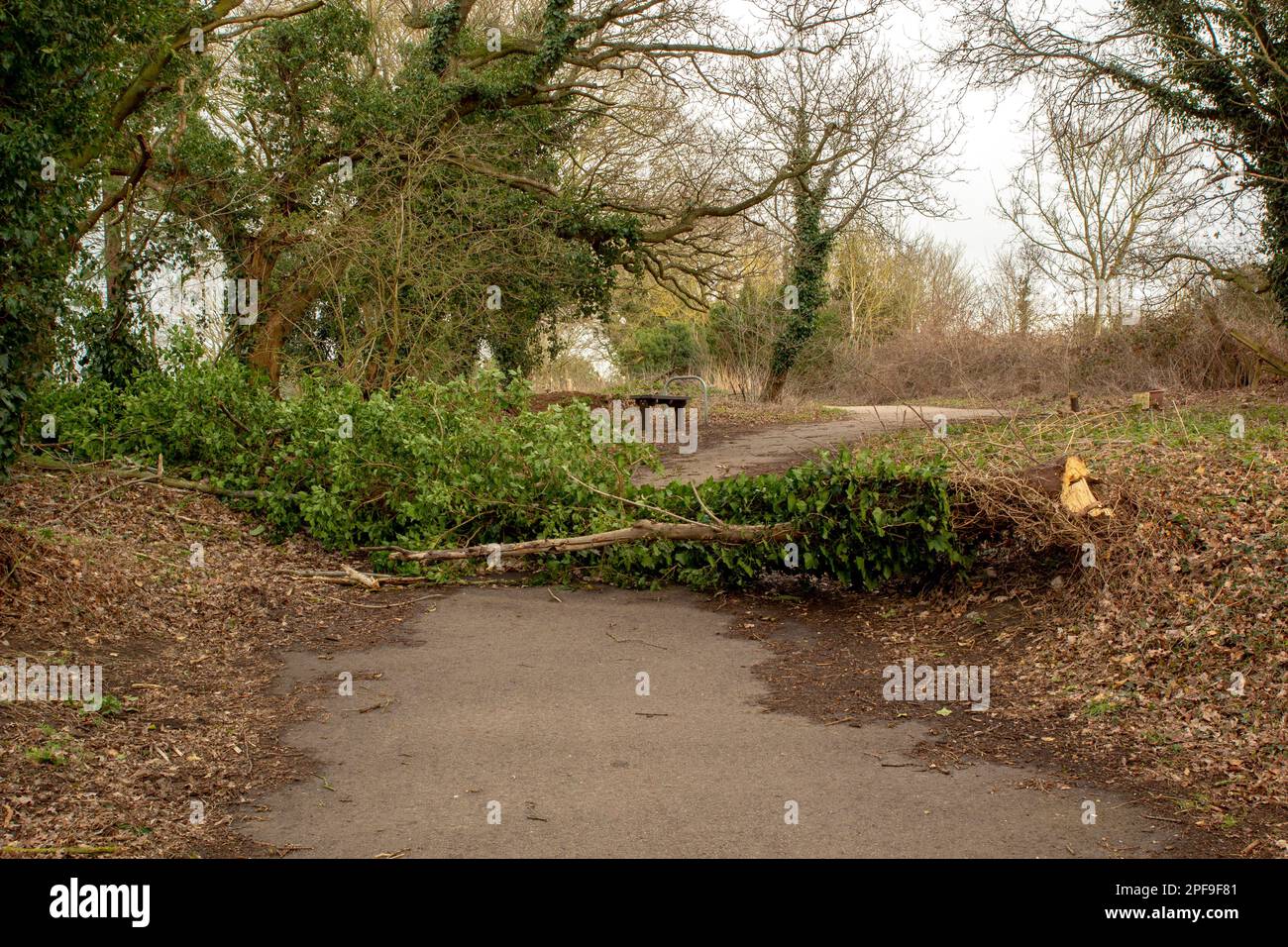 Tree falls on the path from Potton to Deepdale in, Bedfordshire ,UK ...
