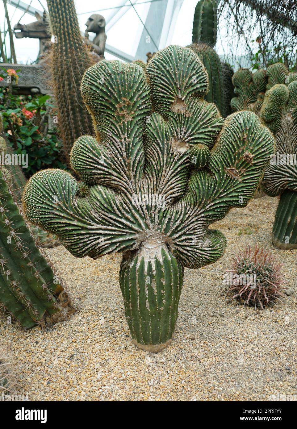 A unique coral shape cactus, also known with scientific name Strictum ...