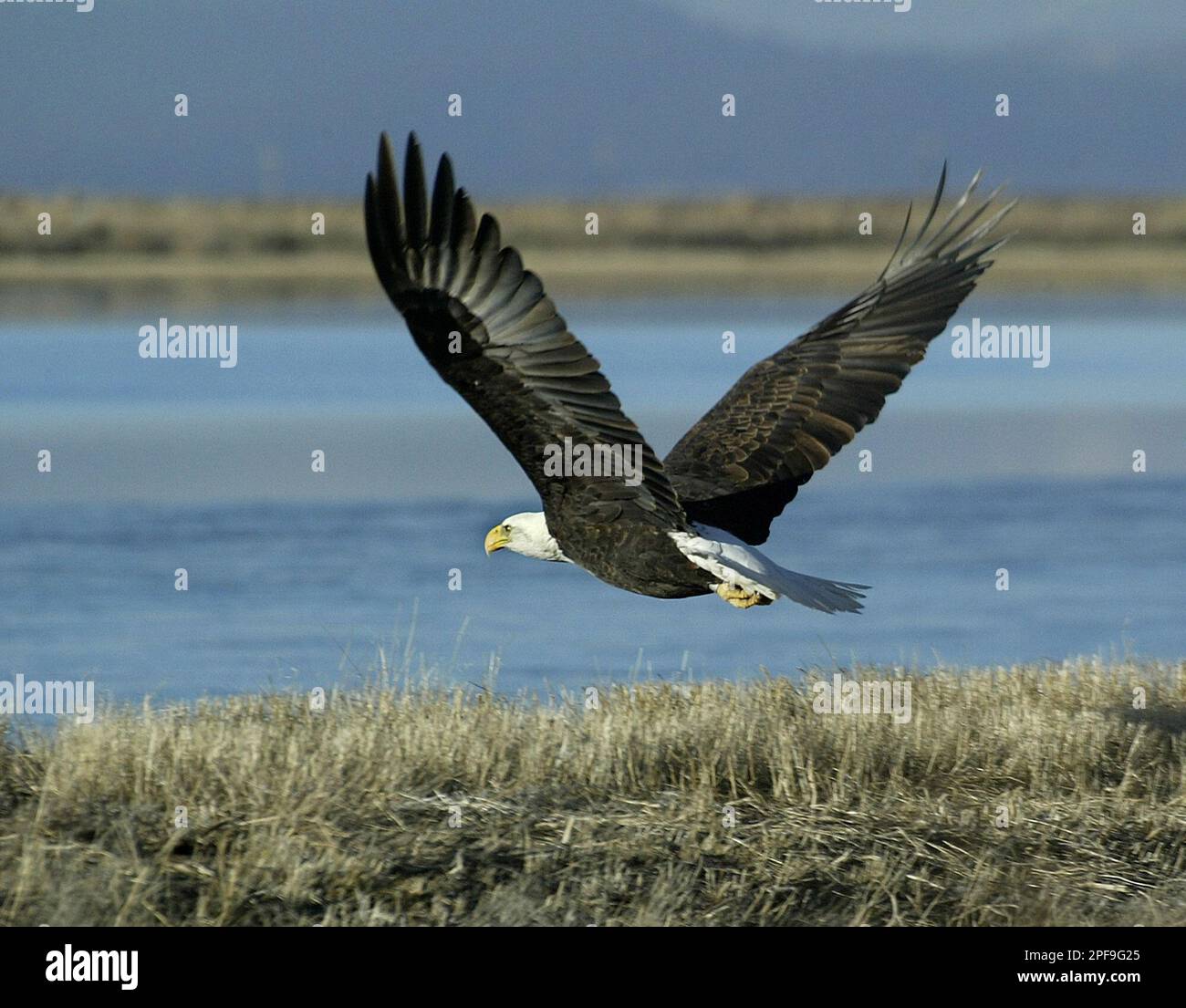 A Bald Eagle flies over farm land on the Lower Klamath Wildlife Refuge ...