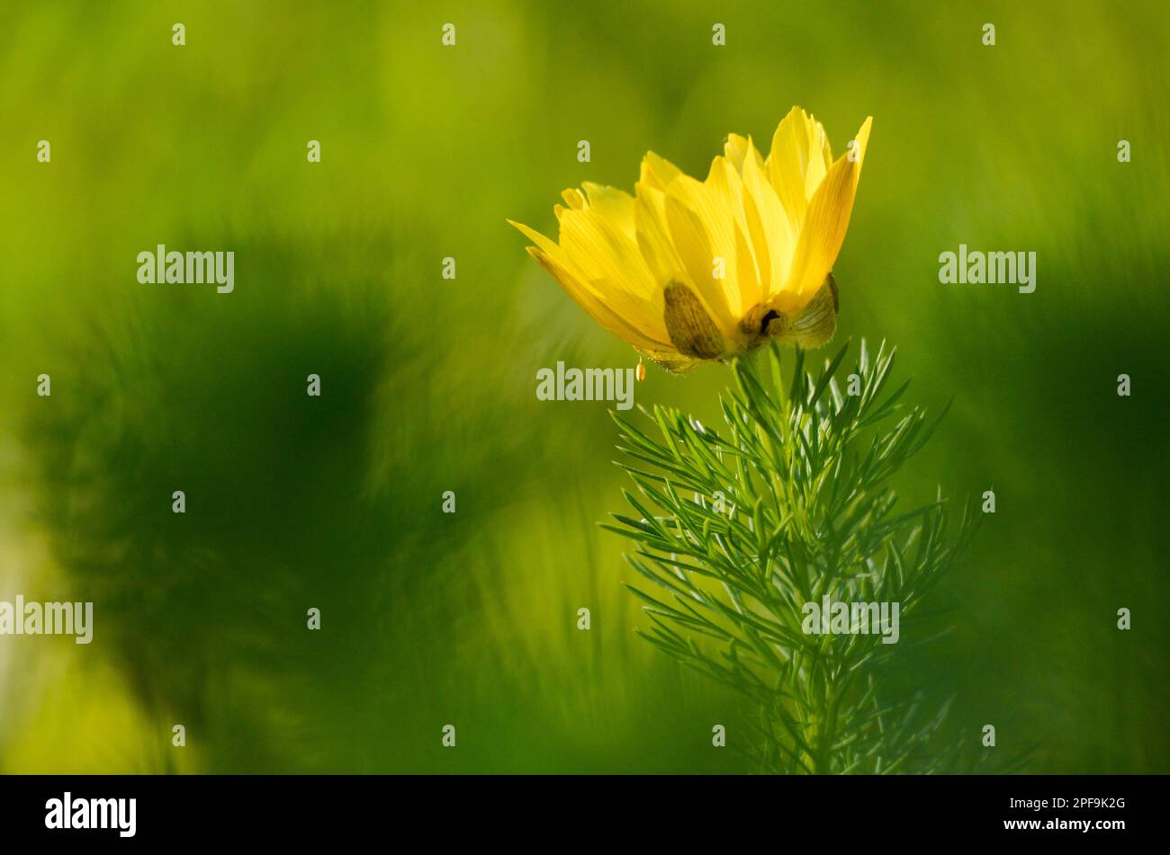 Spring Pheasant's Eye (Adonis vernalis) - one of the first wild flowers ...