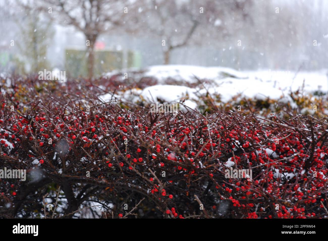 Patches of snow on a bush in winter Stock Photo - Alamy