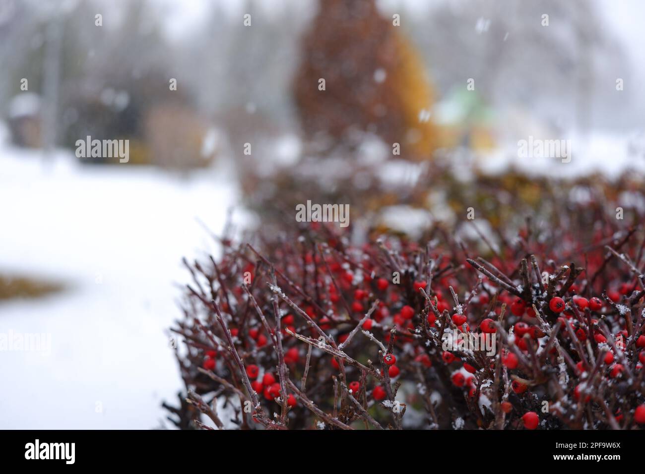 Snow on bush branch in hi-res stock photography and images - Alamy