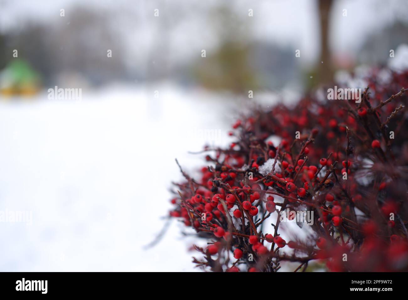 Snow on bush branch in hi-res stock photography and images - Alamy