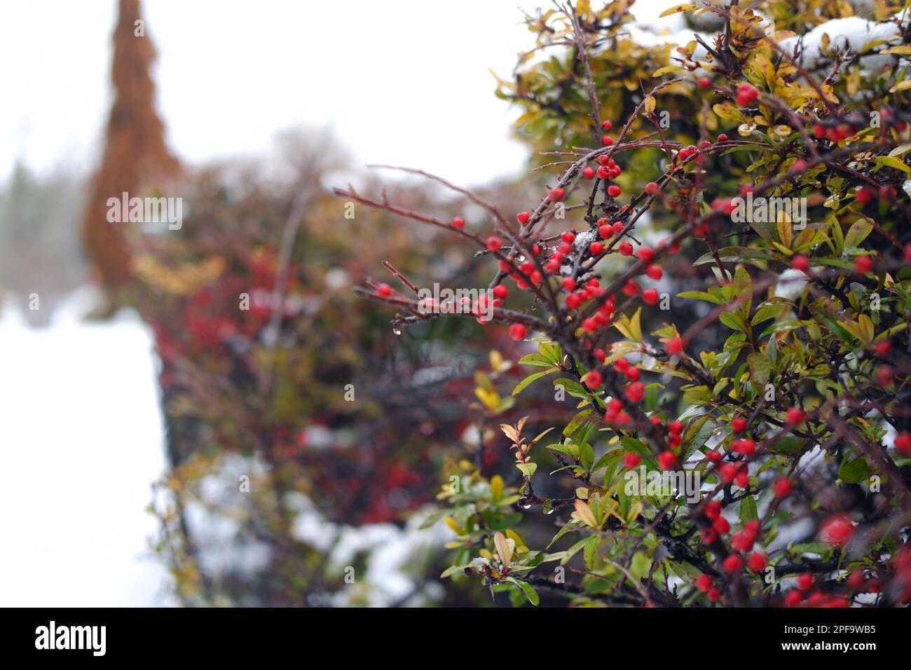 White patches on a leaf hi-res stock photography and images - Alamy