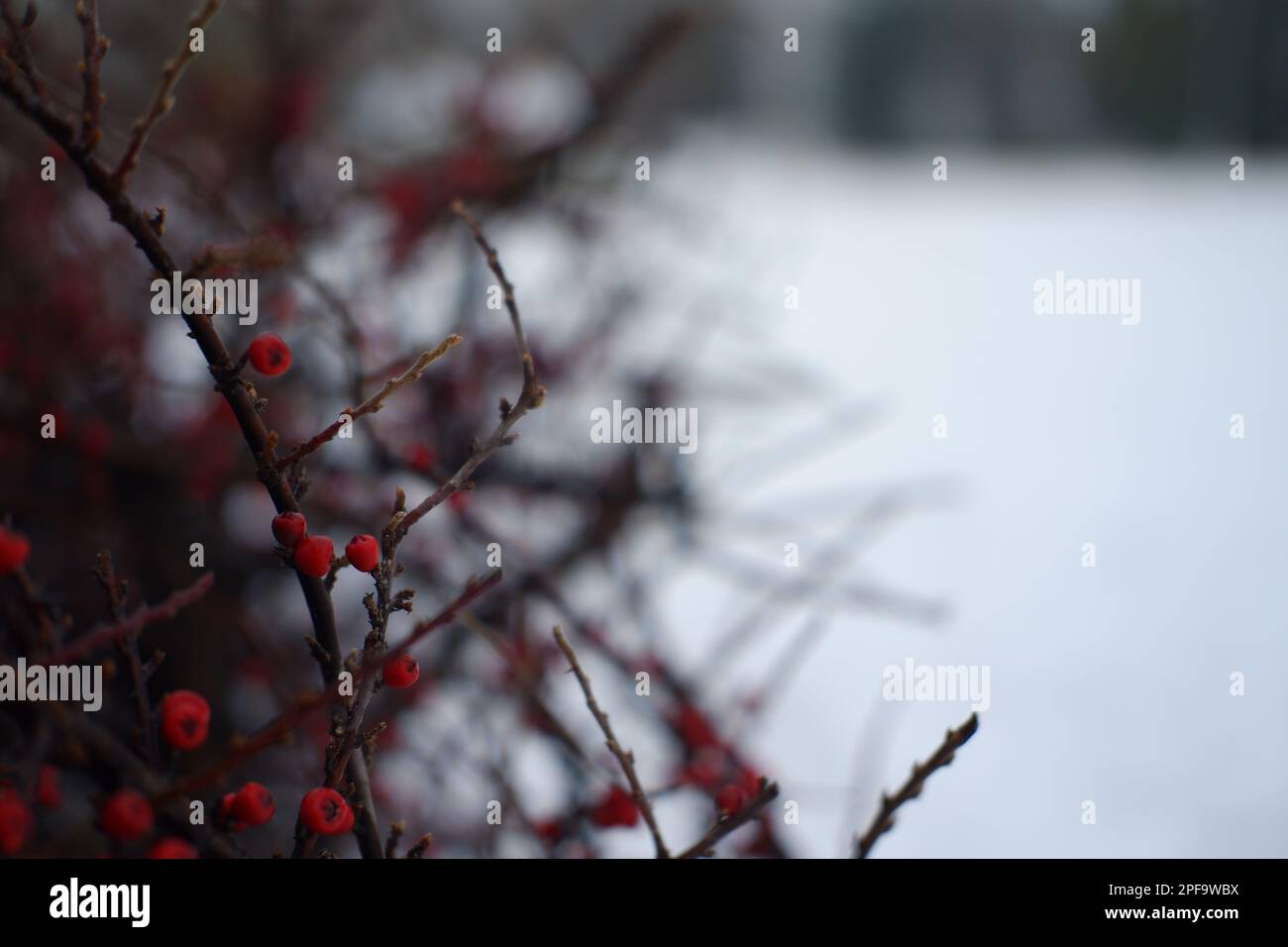 Snow on bush branch in hi-res stock photography and images - Alamy