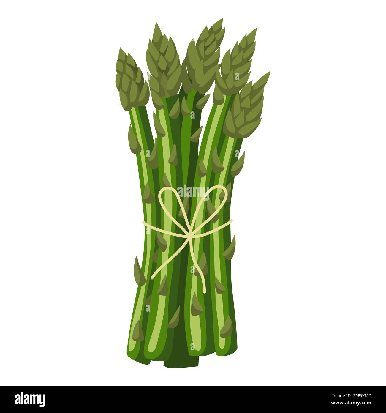 Asparagus. Vector illustration on a white background Stock Vector Image ...
