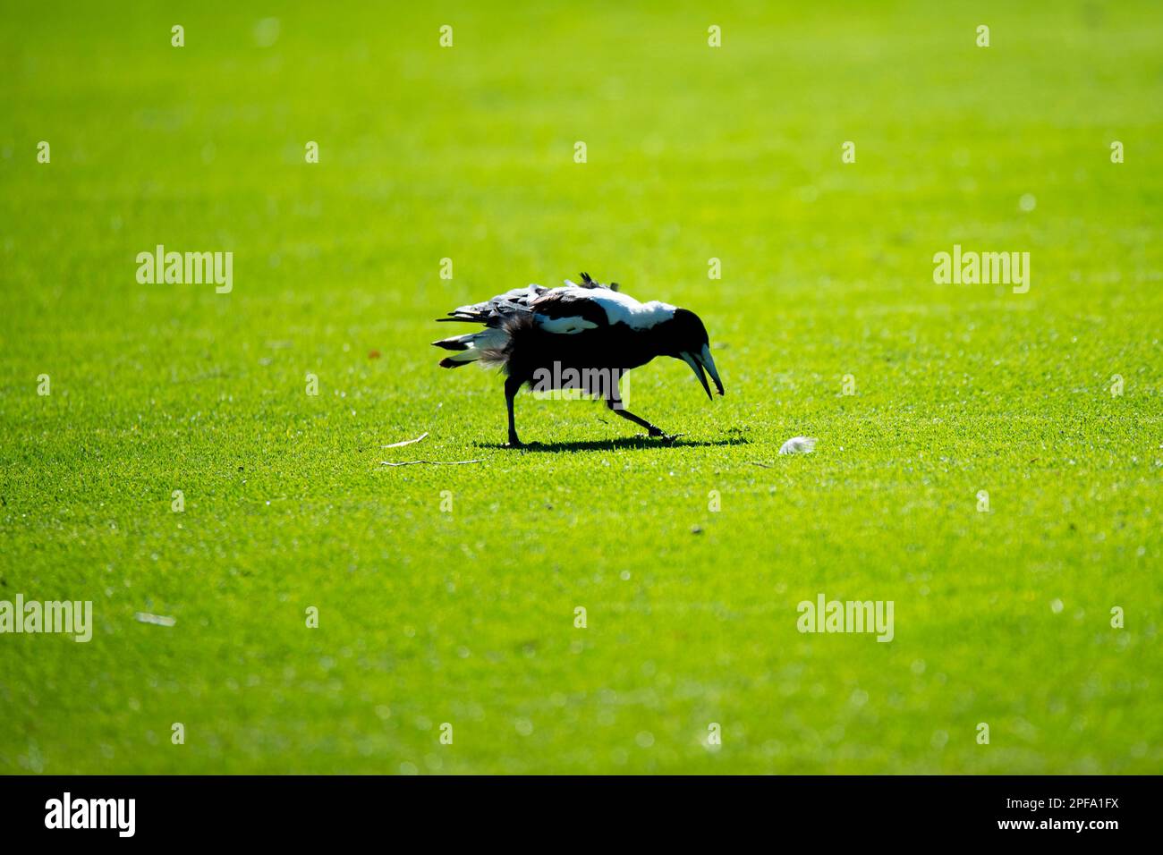 Australian Magpie in the Grass Stock Photo - Alamy