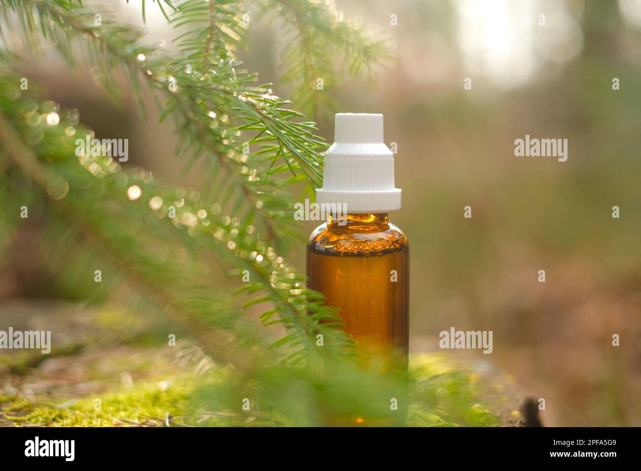 Herbal tincture in spruce branches. Pine oil.Treatment with natural ...