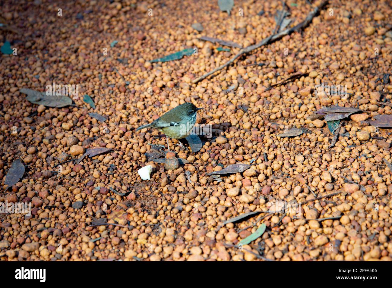 Young White-Breasted Robin - Western Australia Stock Photo - Alamy