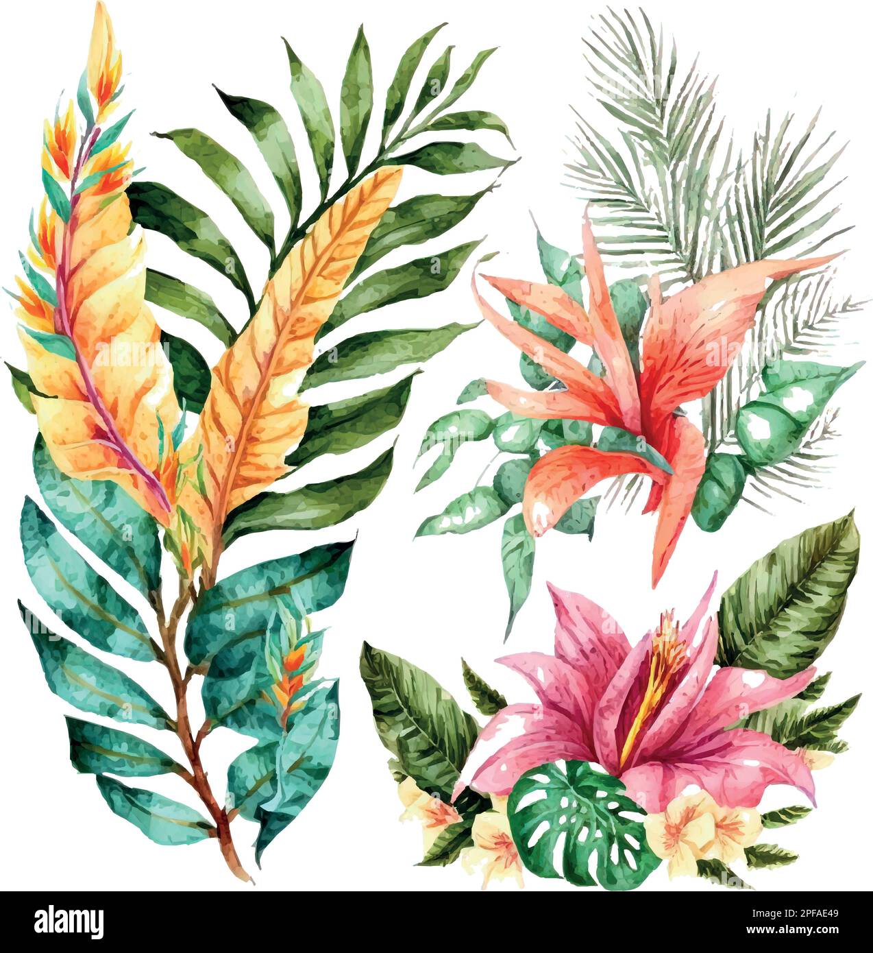 Brazilian hibiscus Stock Vector Images - Alamy