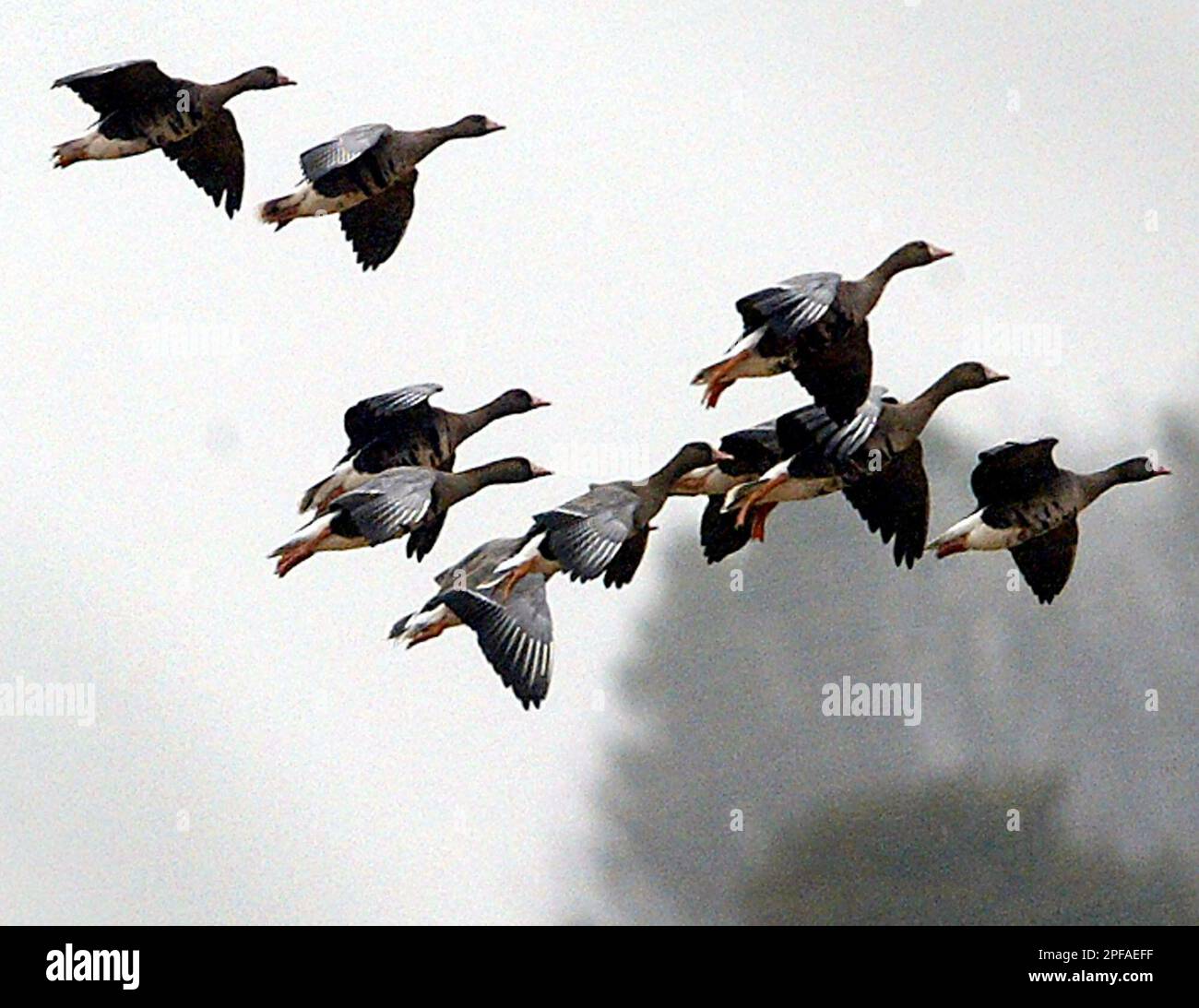 Wildgaense aus der Arktis treffen am Montag, 14. Oktober 2002, wie in ...