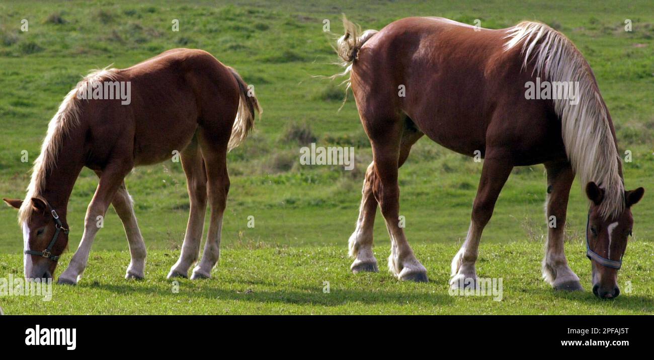 A young Belgian draft horse foal grazes with its mother in a field in ...