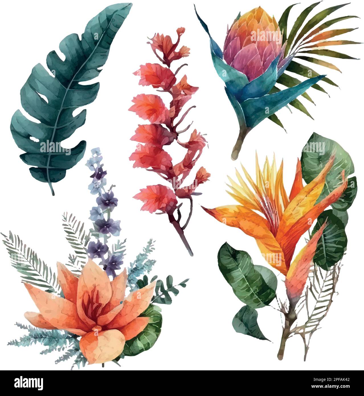 Brazilian hibiscus Stock Vector Images - Alamy